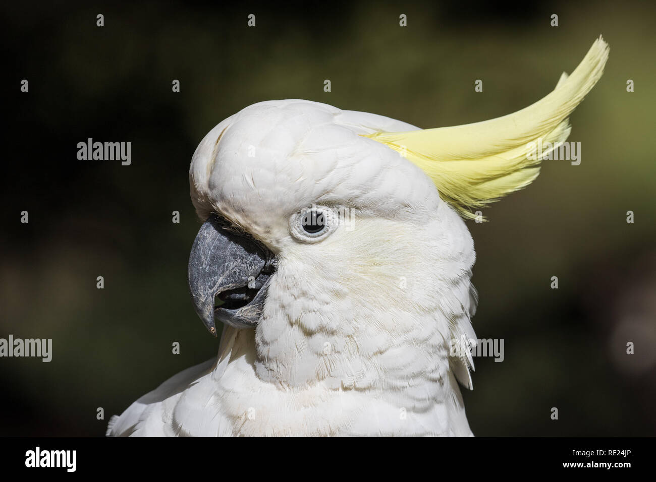 Sulphur crested cockatoo hi-res stock photography and images - Alamy