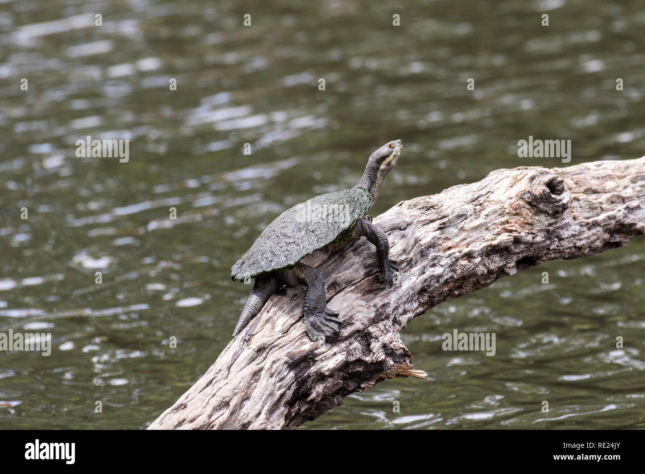 Short necked turtle hi-res stock photography and images - Alamy