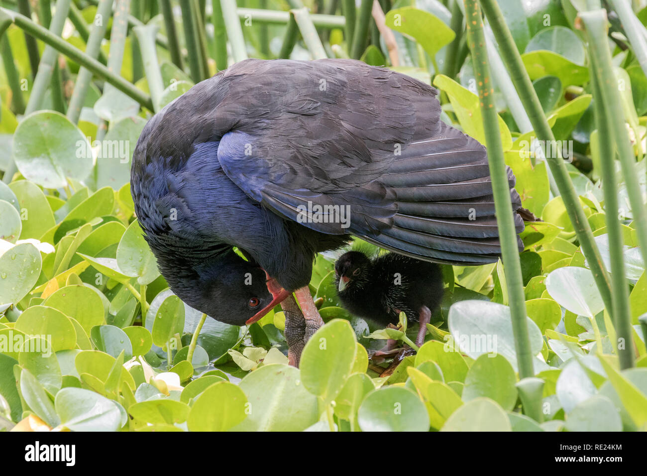 Purple Swamp Hen Stock Photo - Alamy