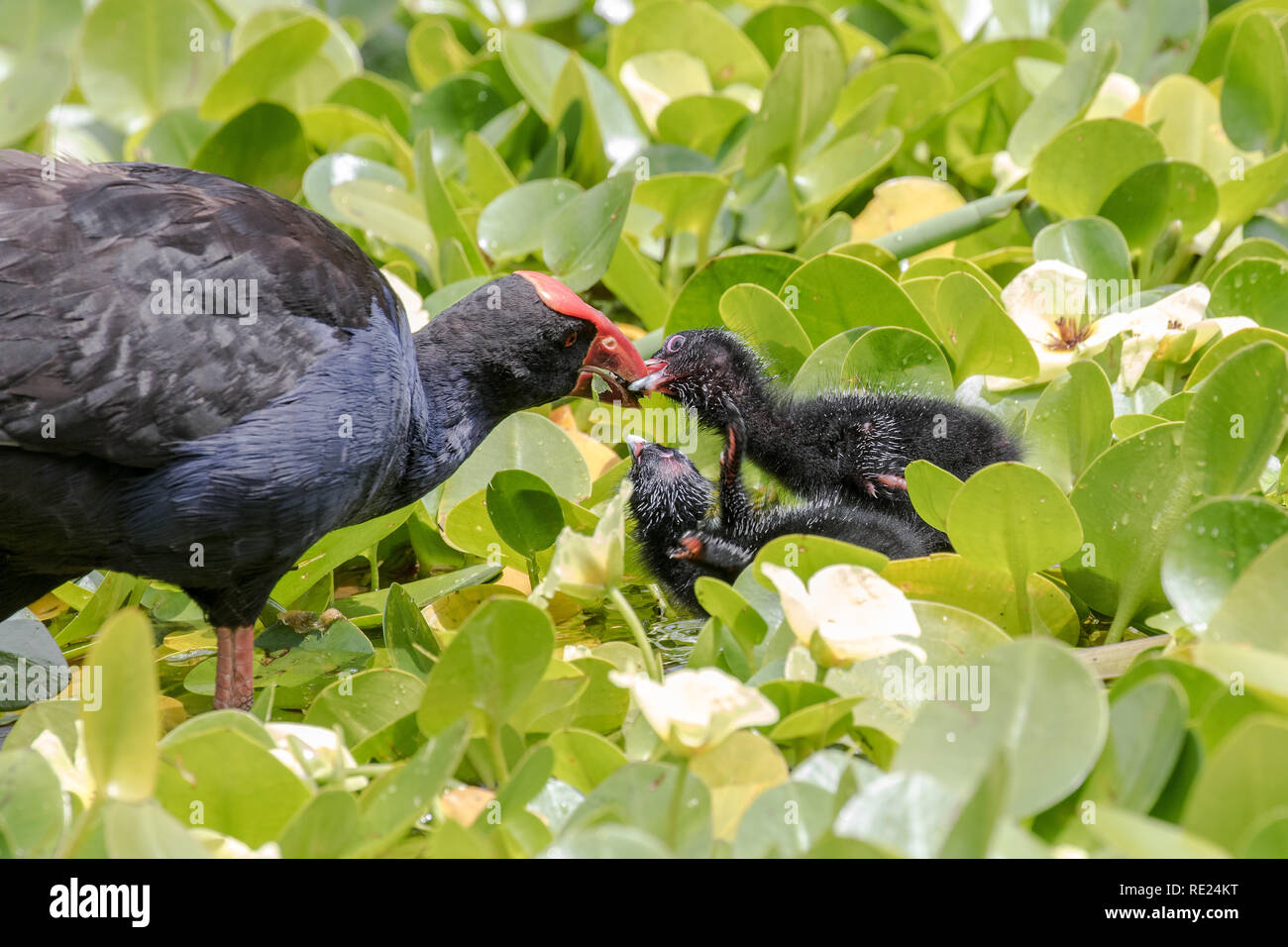 Purple Swamp Hen Stock Photo - Alamy