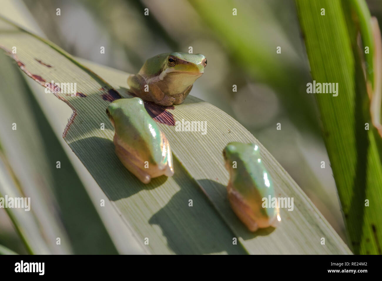 Tree frog dwarf hi-res stock photography and images - Alamy