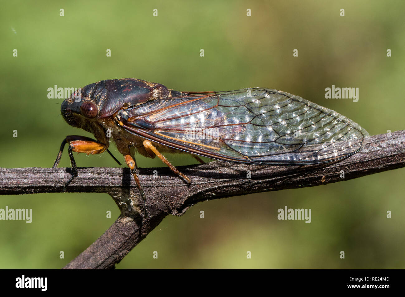 Black Prince Cicada High Resolution Stock Photography and Images - Alamy