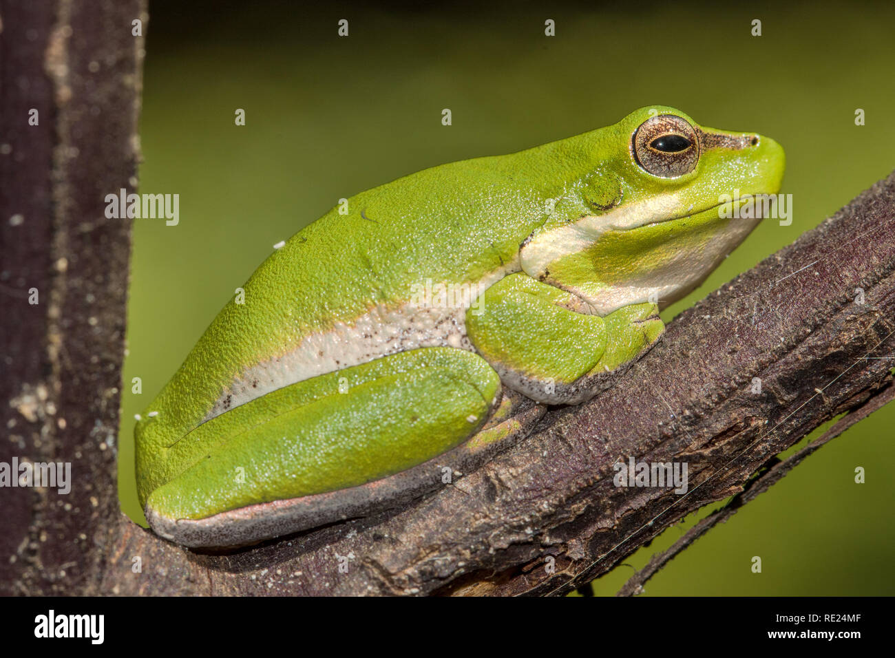 Dwarf Tree Frog Stock Photo - Alamy