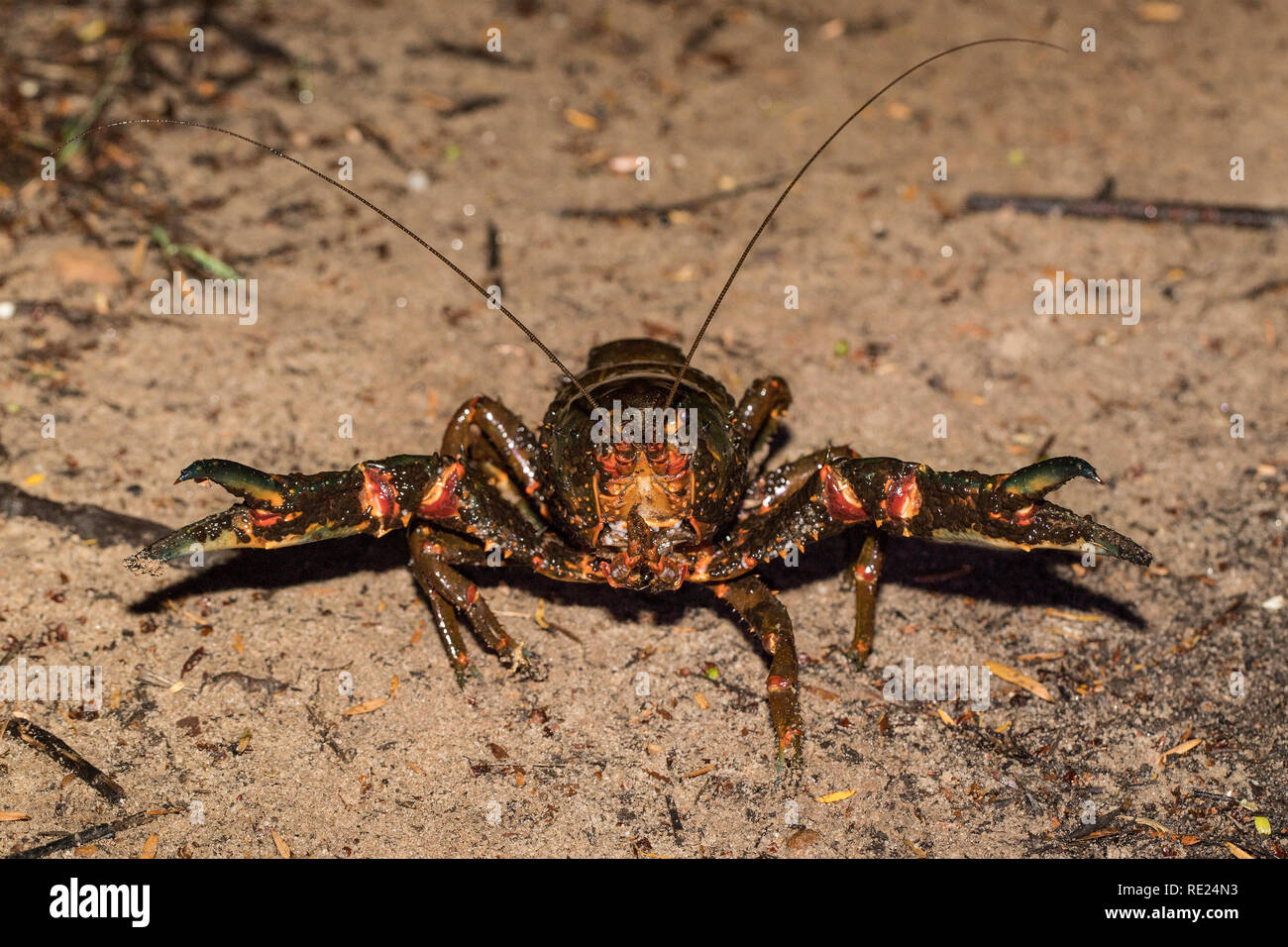 Lobster cray crayfish hi-res stock photography and images - Alamy
