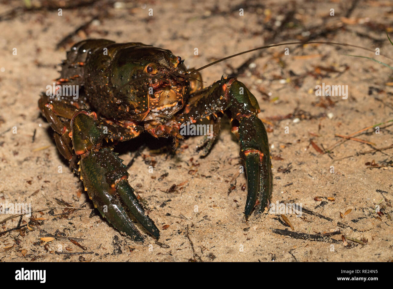 Euastacus spinifer hi-res stock photography and images - Alamy
