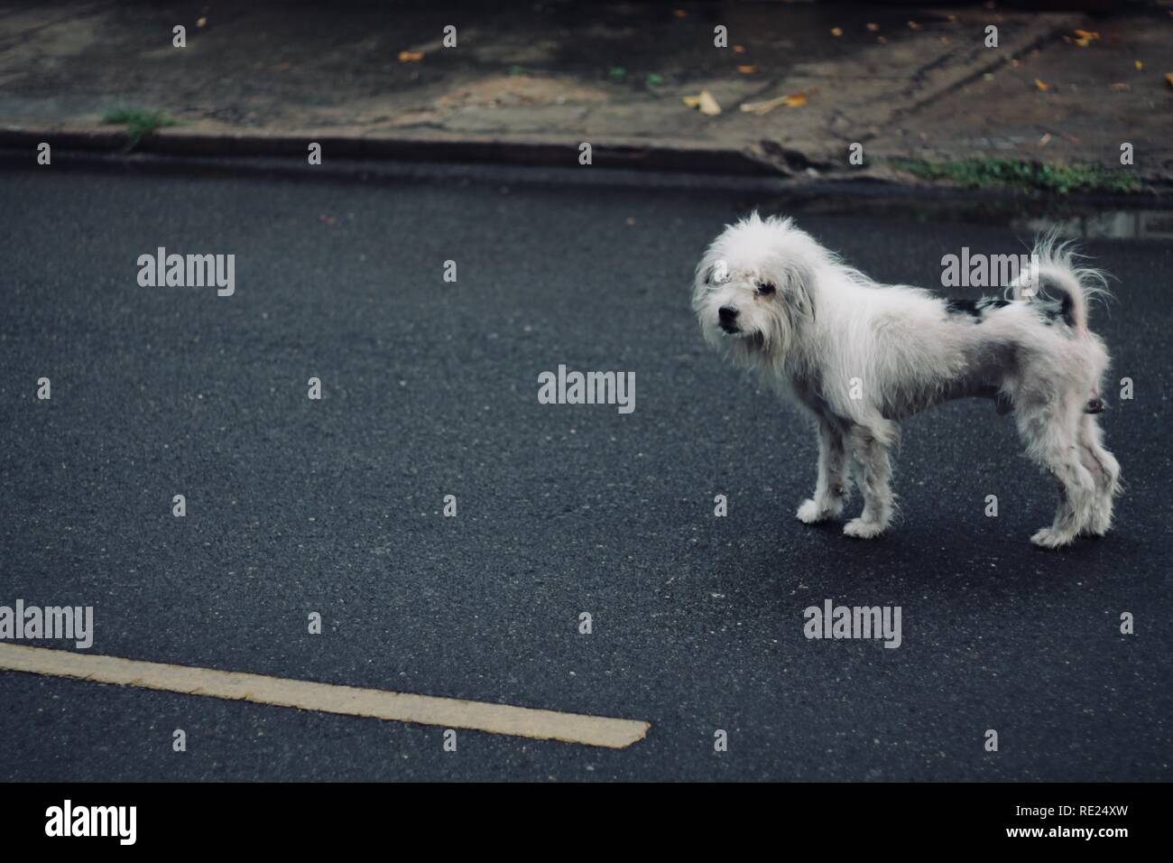 Puppy dog cute road hi-res stock photography and images - Alamy