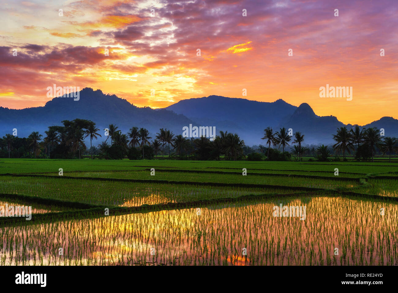 Beautiful sunrise over paddy field in Bogor Stock Photo - Alamy