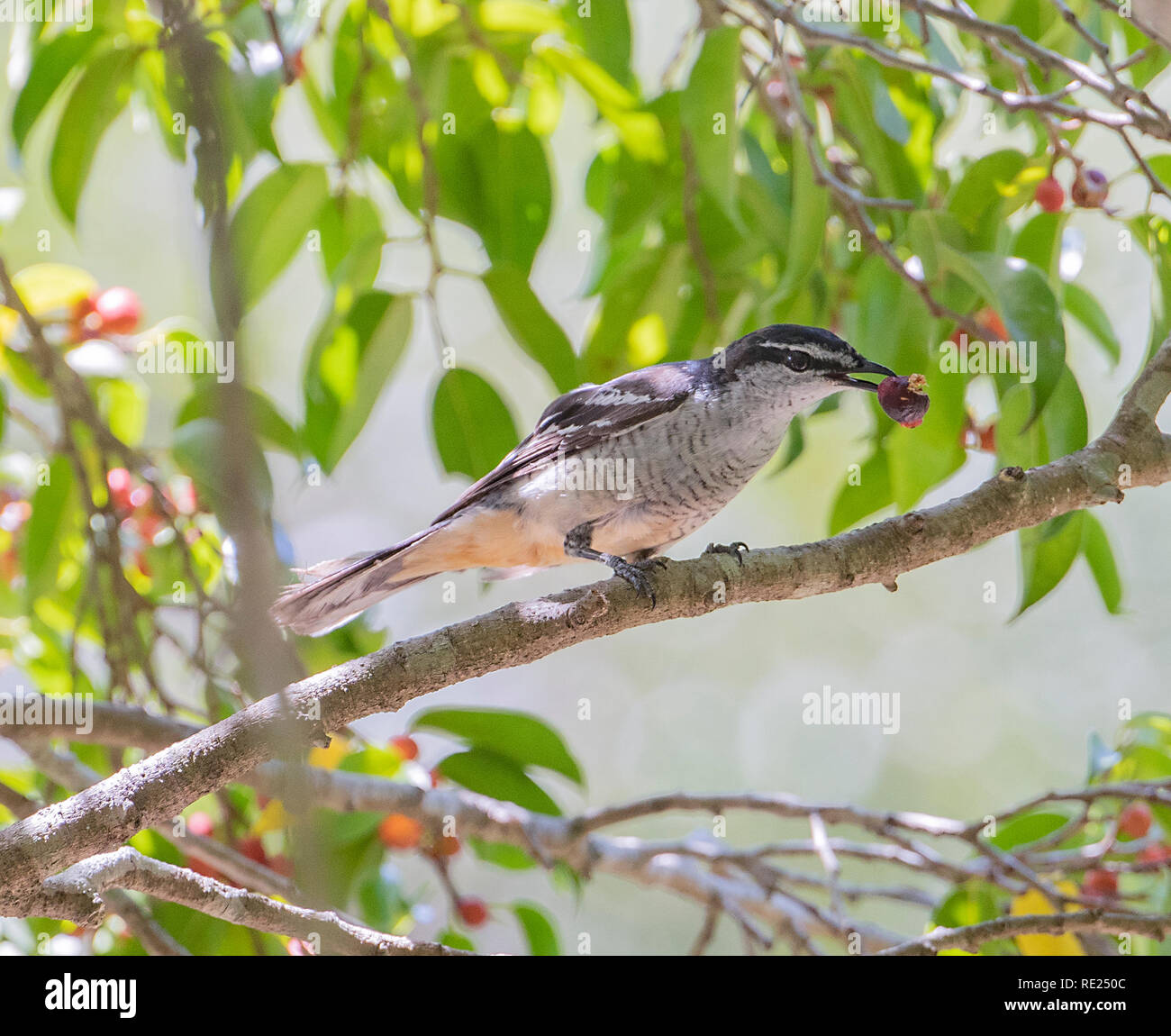 Varied Triller (Lalage leucomela) with fruit in beak, Far North ...