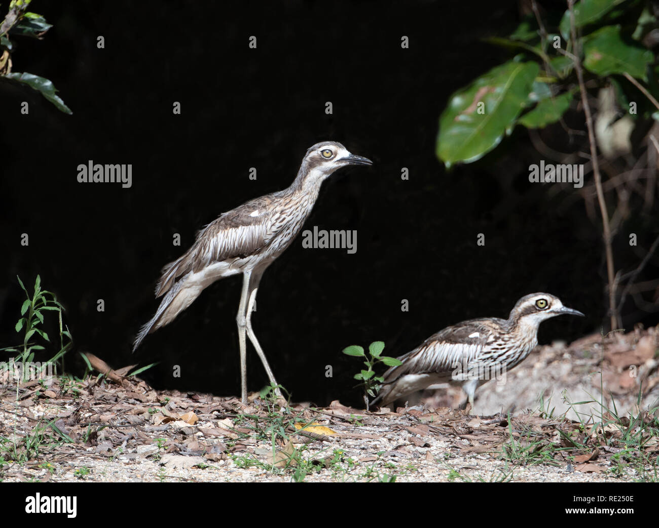 Bush Stone Curlew (Burhinus grallarius), Lake Tinaroo, Far North ...