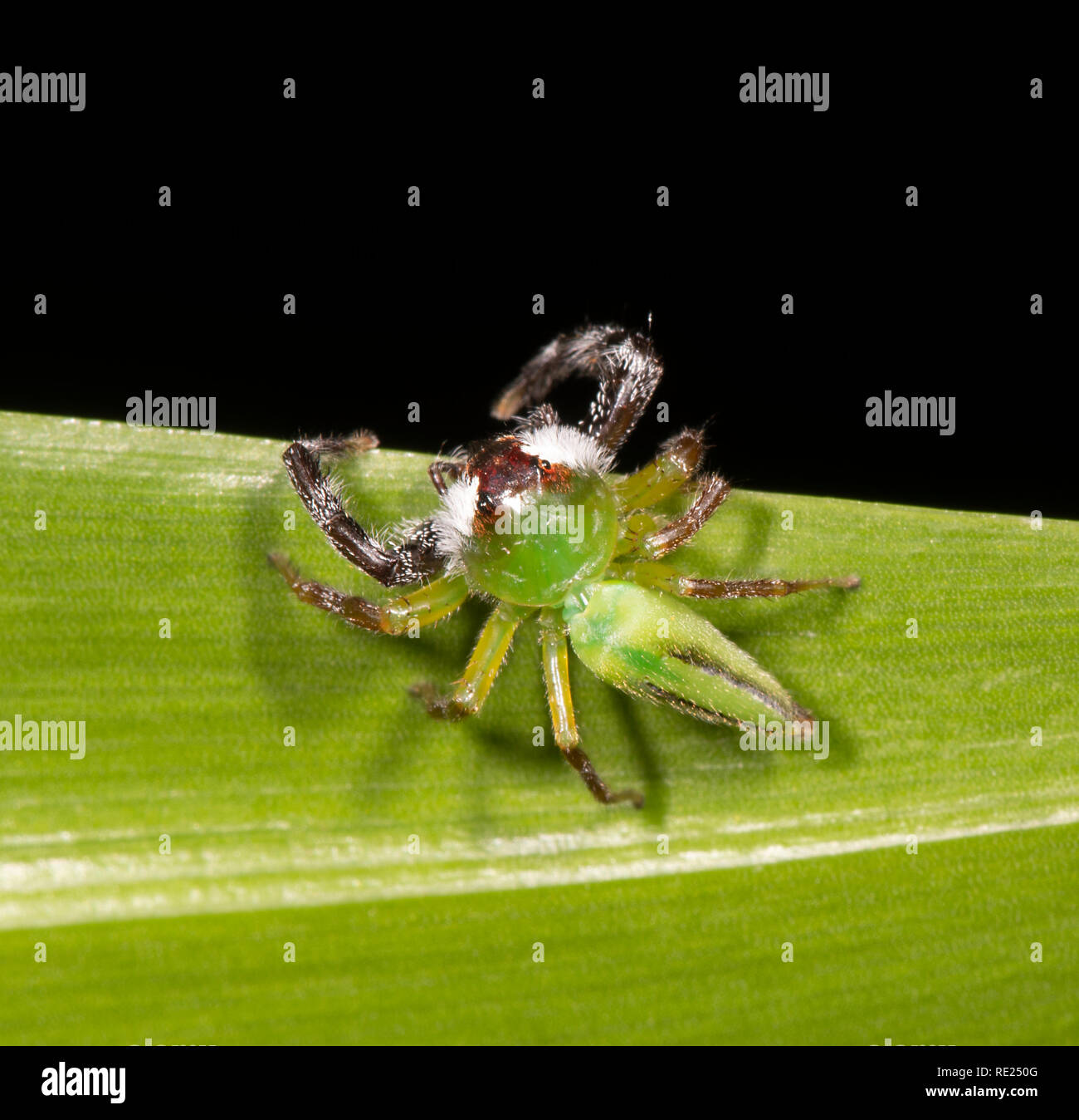 Monkey-faced Jumping Spider (Mopsus mormon) male on foliage, Cairns ...