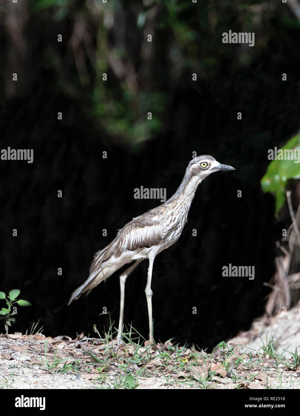 Bush stone curlew queensland australia hi-res stock photography and ...