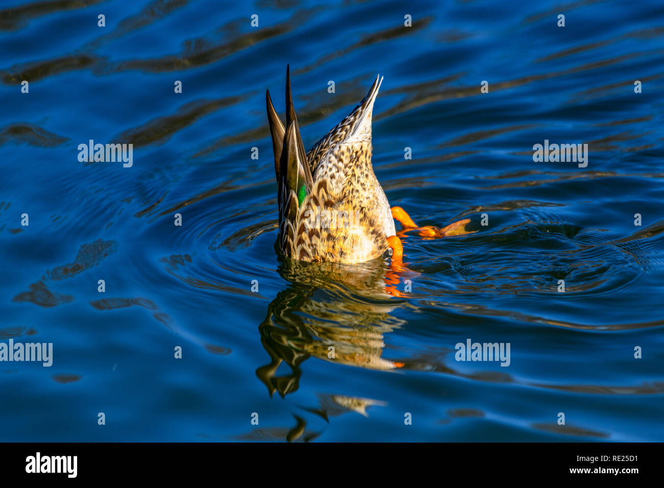 Duck swimming underwater hi-res stock photography and images - Alamy