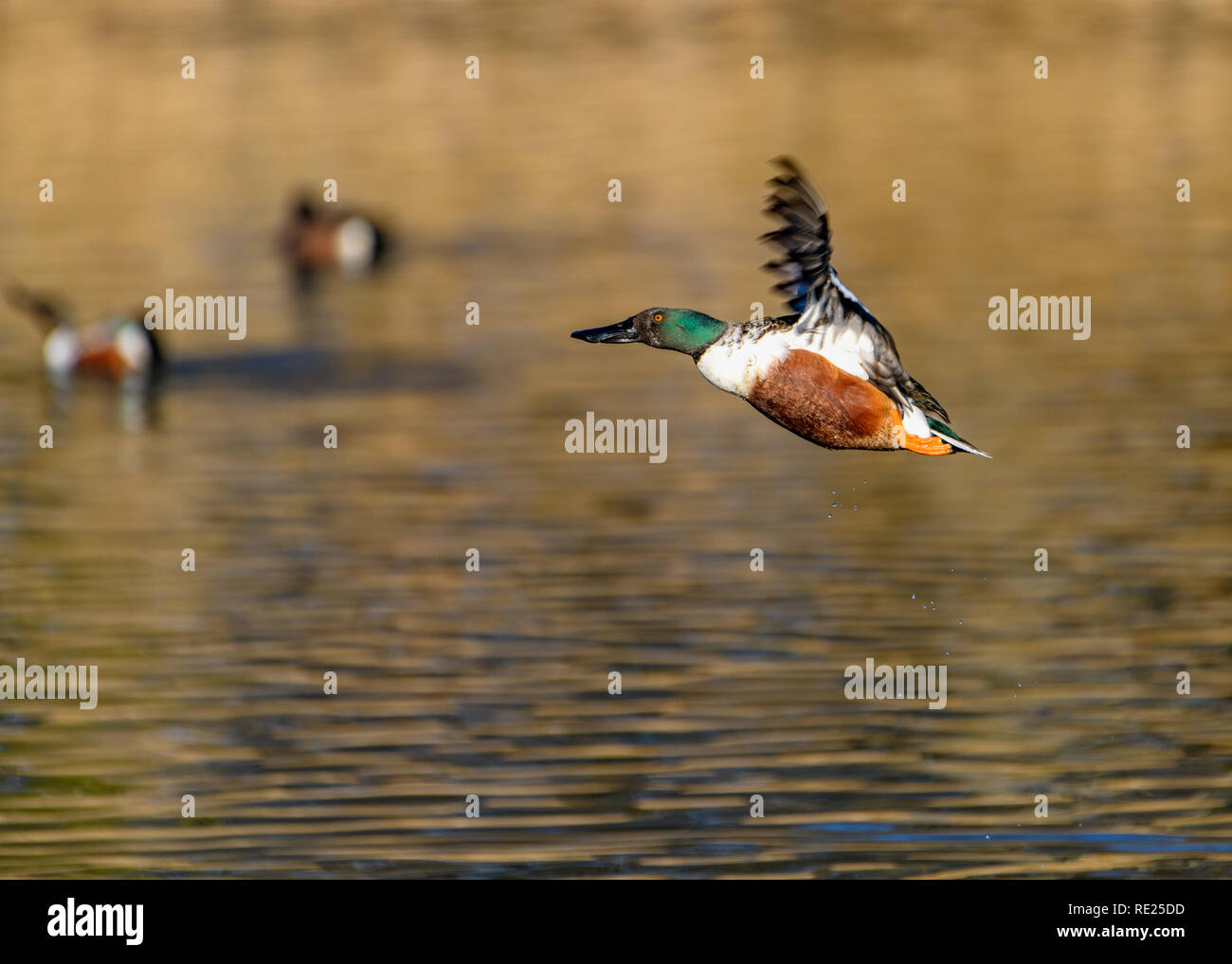 Female northern shoveler in flight hi-res stock photography and images - Alamy
