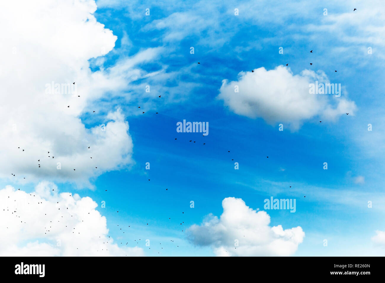 Flock of birds flying through gorgeous blue azure sky Stock Photo - Alamy
