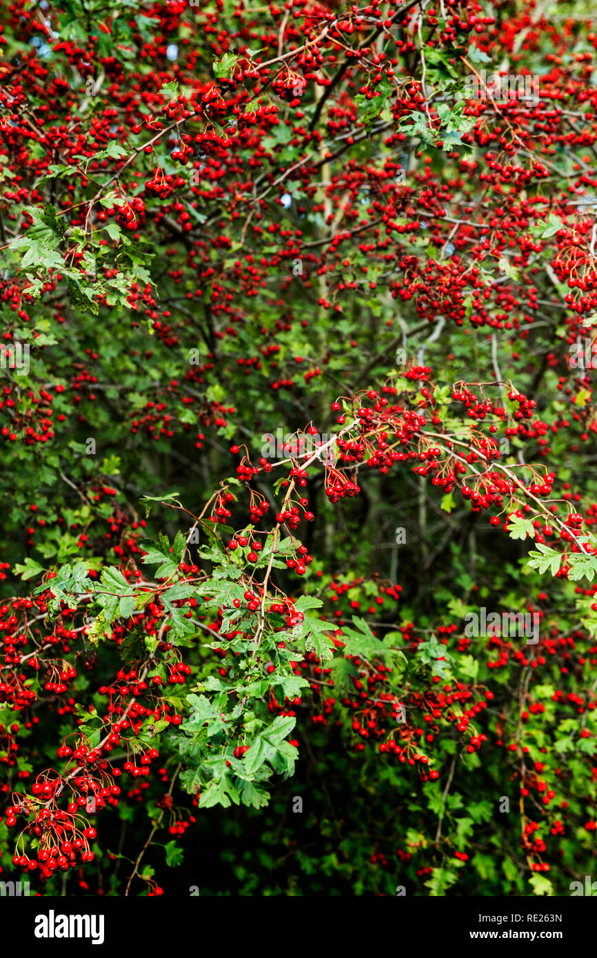 Choke cherry hi-res stock photography and images - Alamy