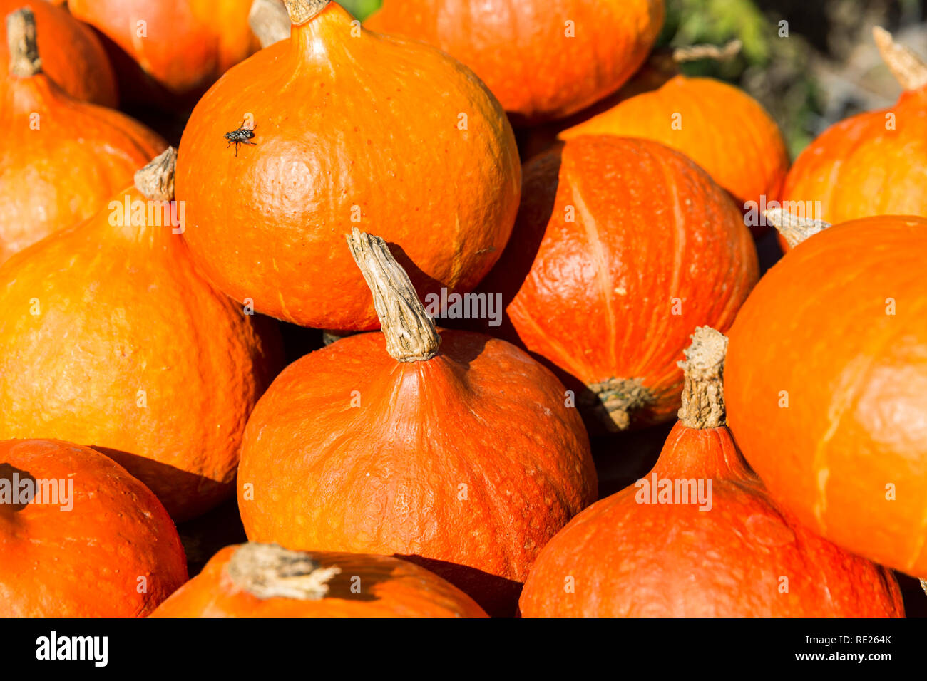 Bright orange pumpkins in direct sunlight with a little fly on the ...