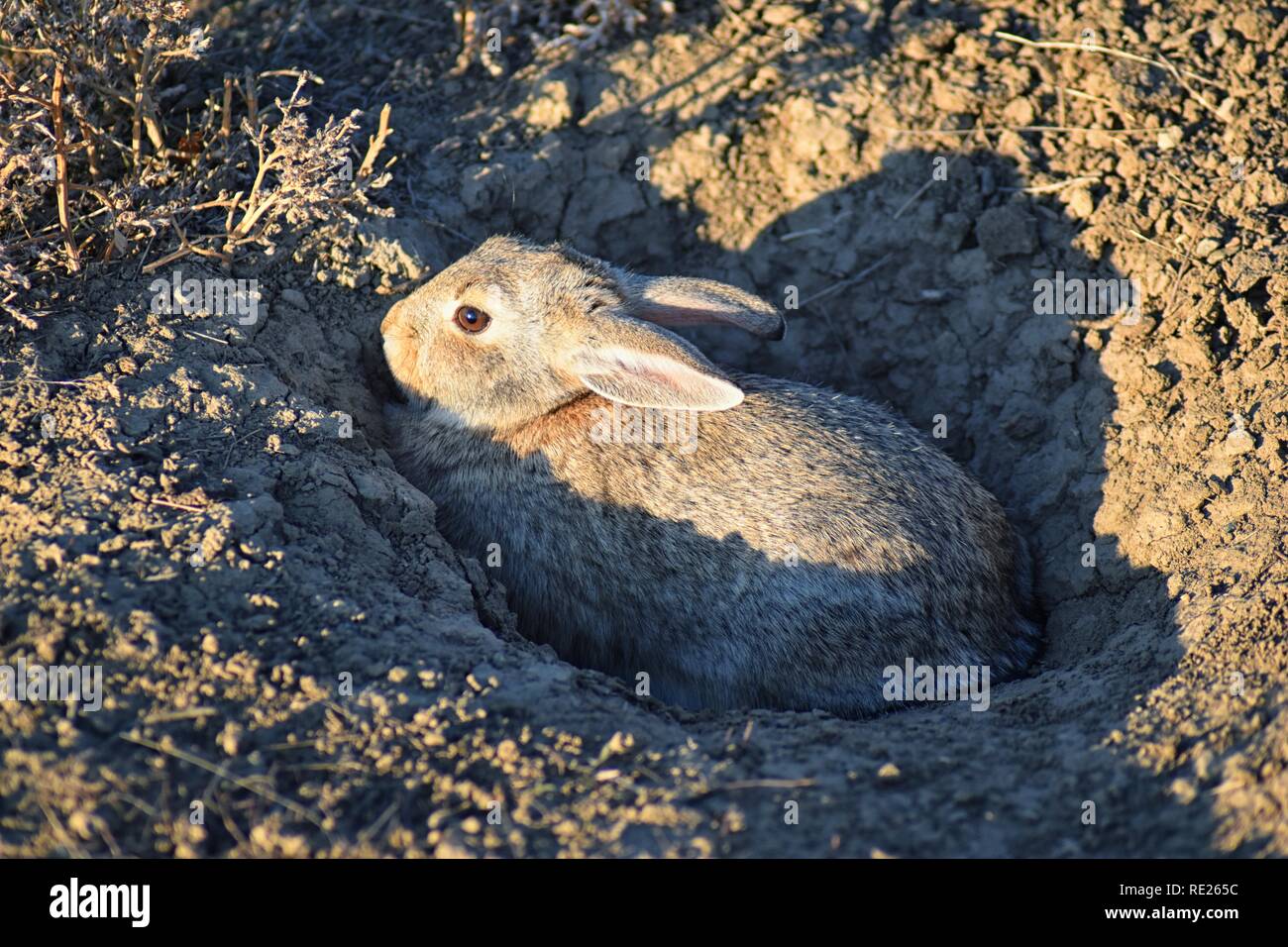Wild desert cottontail (Sylvilagus audubonii), also known as Audubon's ...
