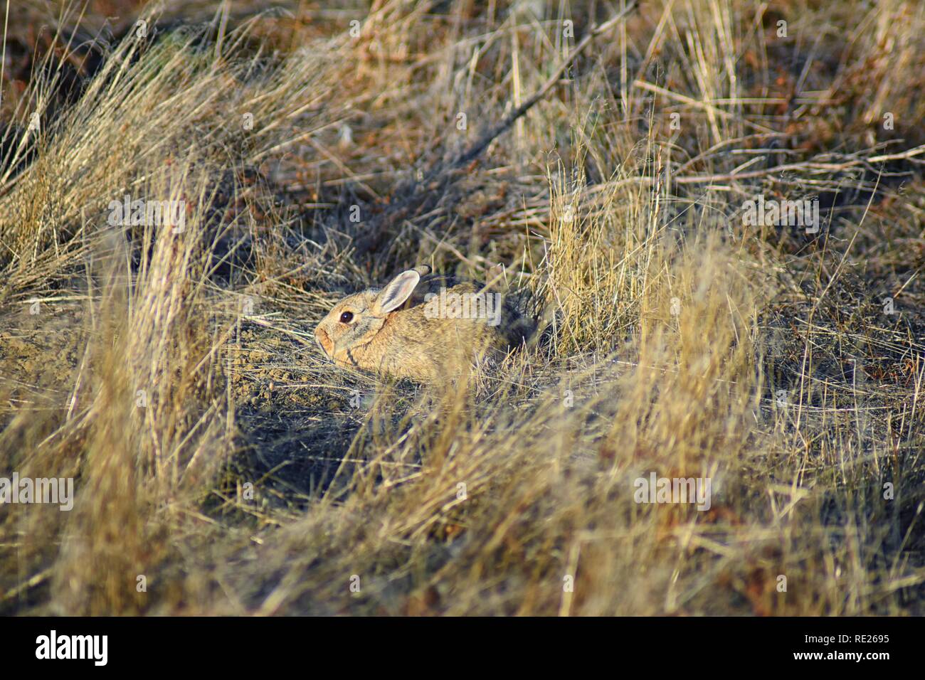 Wild desert cottontail (Sylvilagus audubonii), also known as Audubon's ...