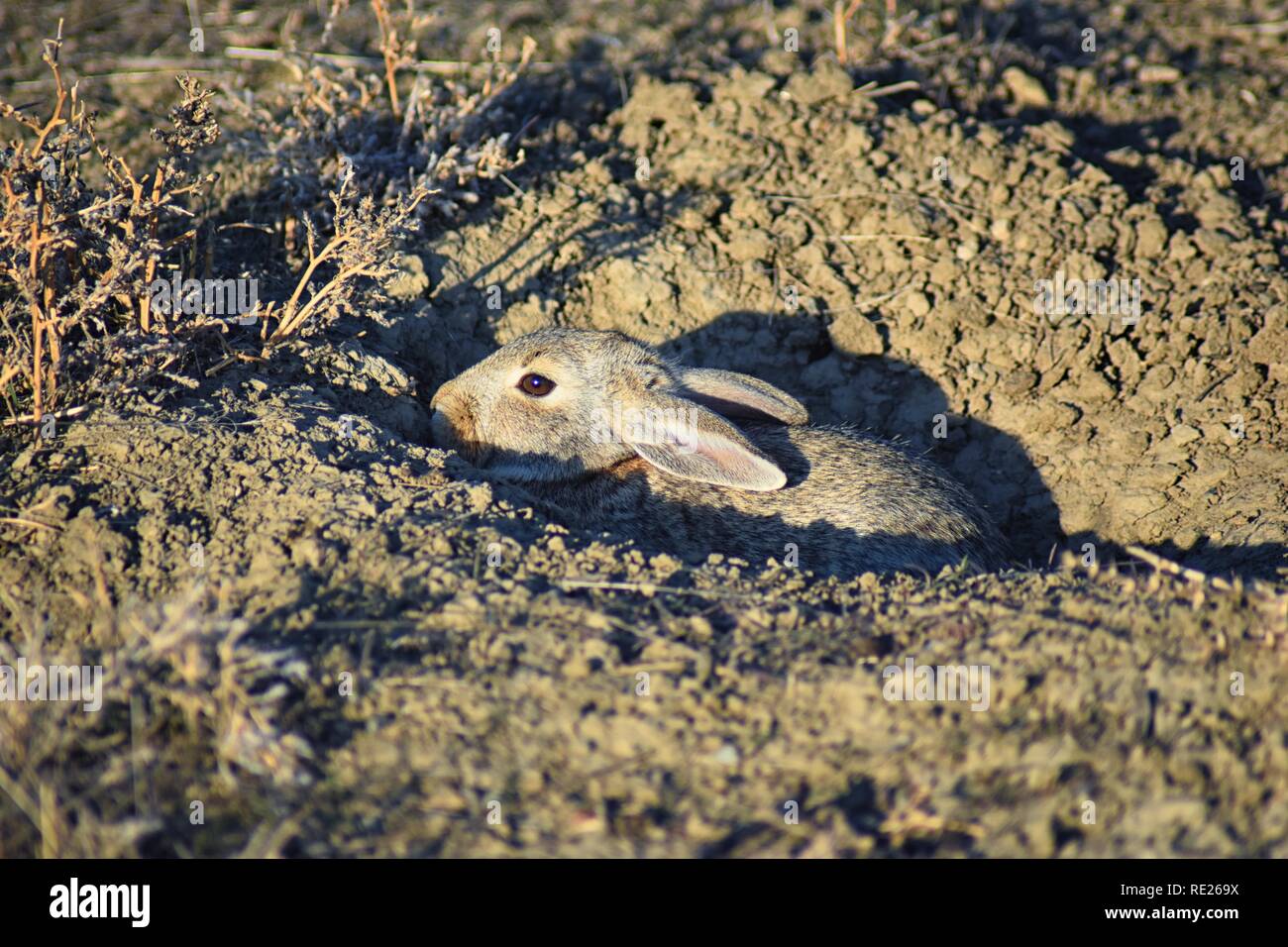 Wild desert cottontail (Sylvilagus audubonii), also known as Audubon's ...