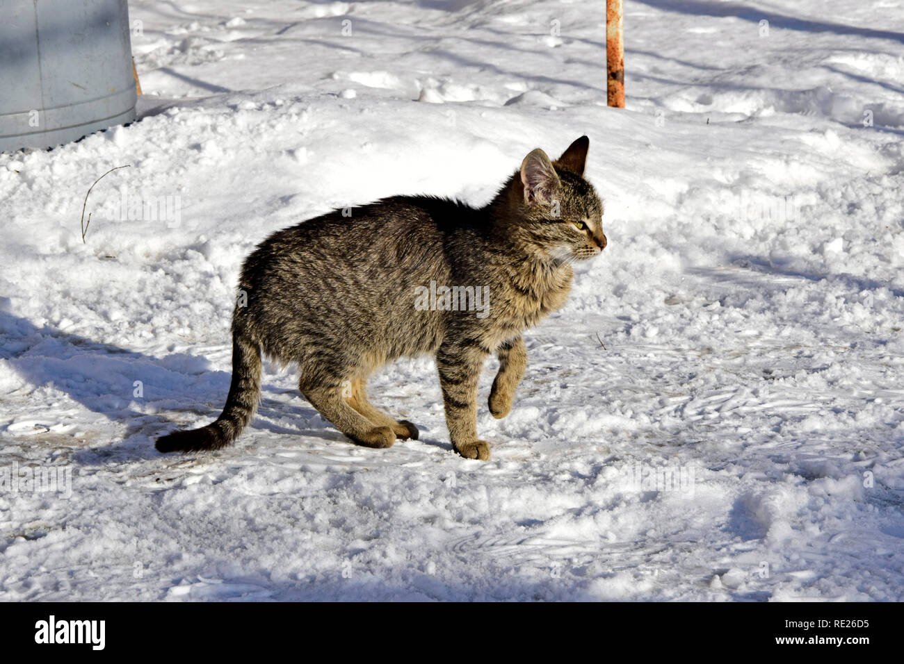 Grey tabby kitten showing aversion to cold and snow in lateral close-up ...
