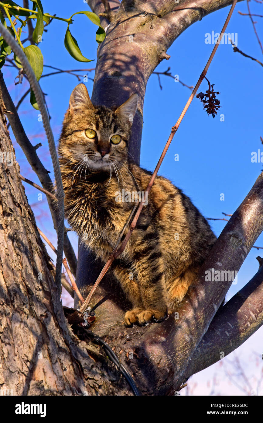 Mackerel tabby cat sitting on a tree and observing Stock Photo - Alamy