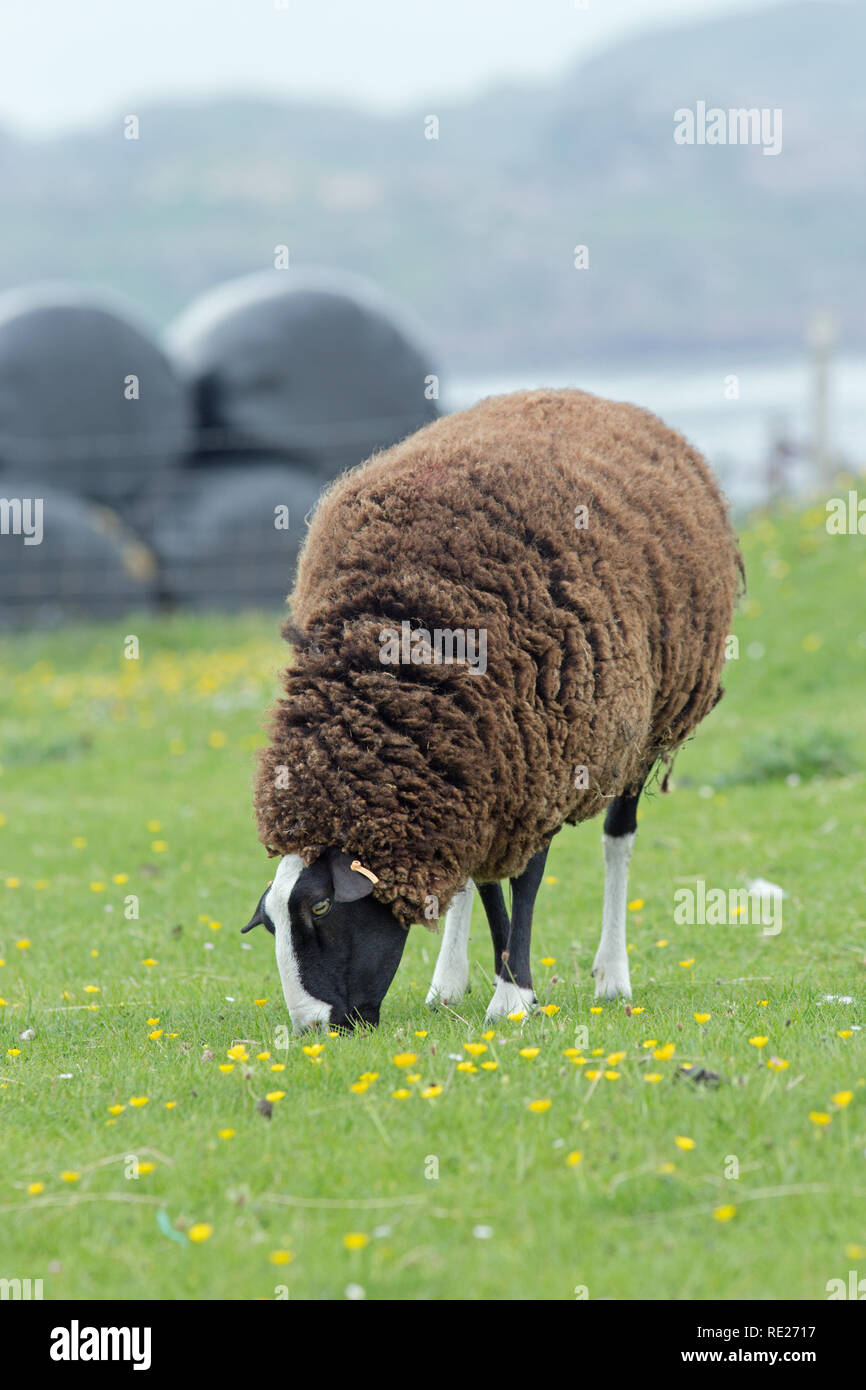 Dual purpose breed of sheep hi-res stock photography and images - Alamy