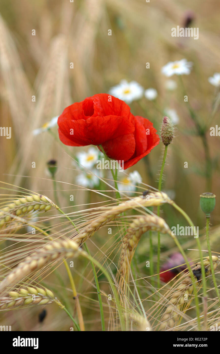 Single red poppy surrounded hi-res stock photography and images - Alamy