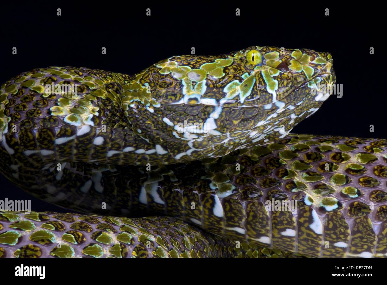 Mangshan viper (Protobothrops mangshanensis Stock Photo - Alamy
