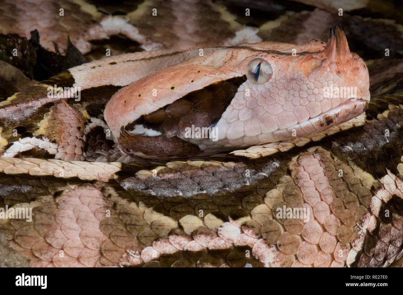West African Gaboon viper (Bitis rhinoceros Stock Photo - Alamy