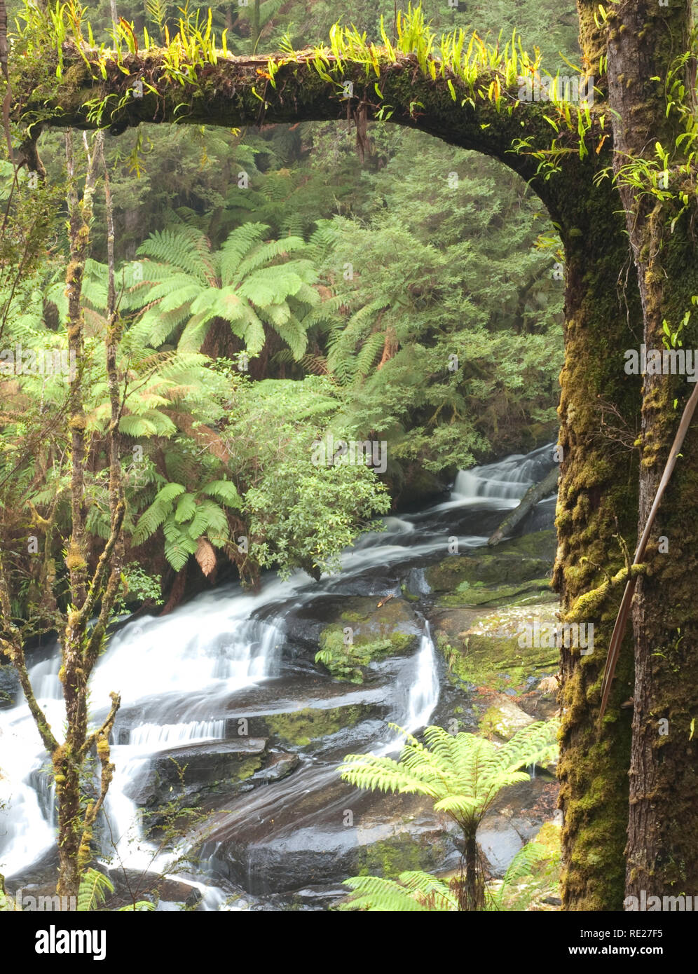 Triplet falls rainforest walk hi-res stock photography and images - Alamy