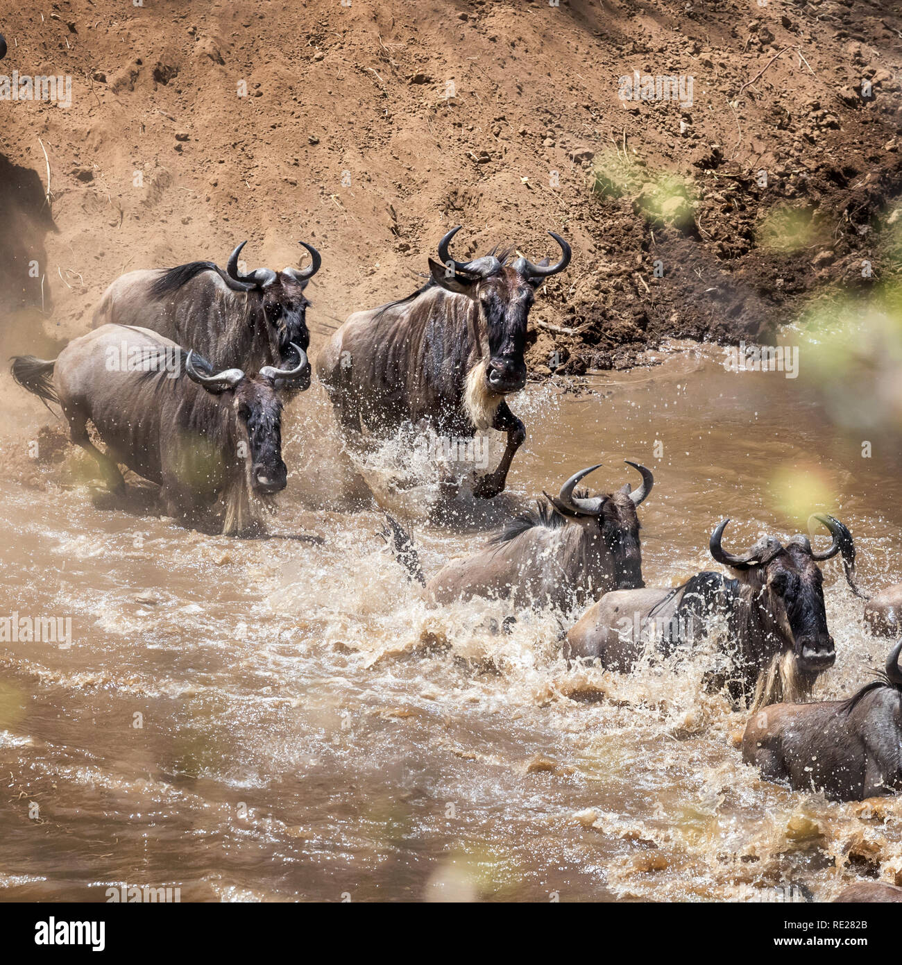 White-bearded Wildebeest crossing the Mara River during the annual ...