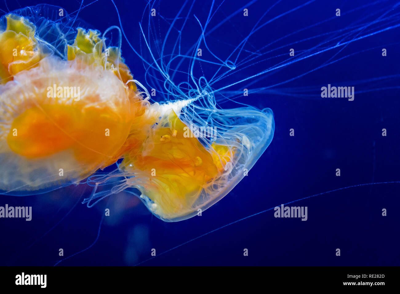 Fried egg jellyfish, Phacellophora, Camtschatica, against deep blue ...