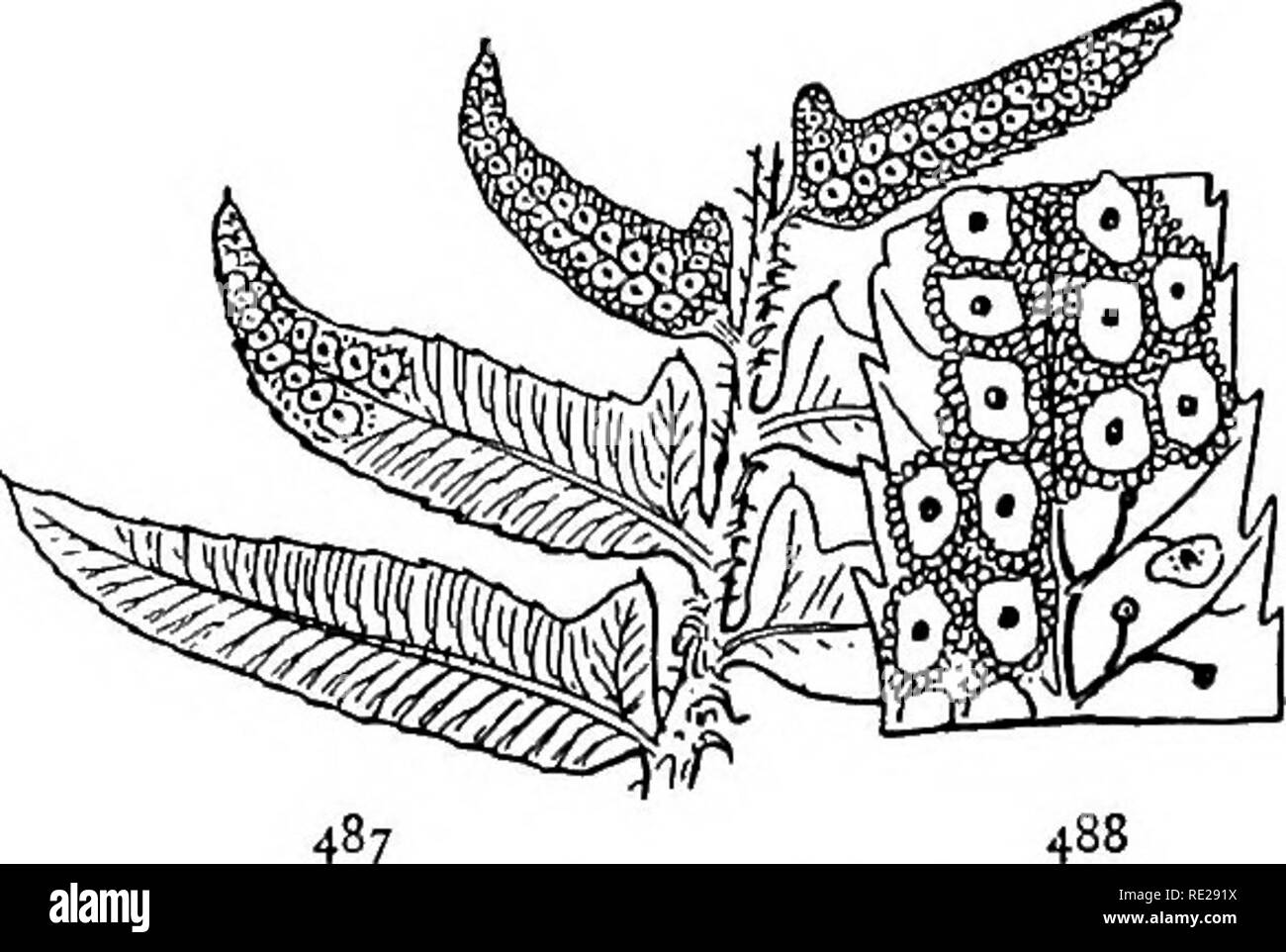 . Botany all the year round; a practical text-book for schools. Botany ...