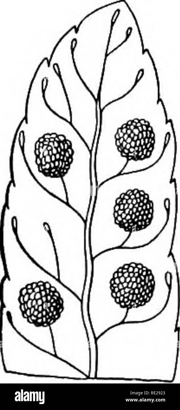 . Botany all the year round; a practical text-book for schools. Botany ...