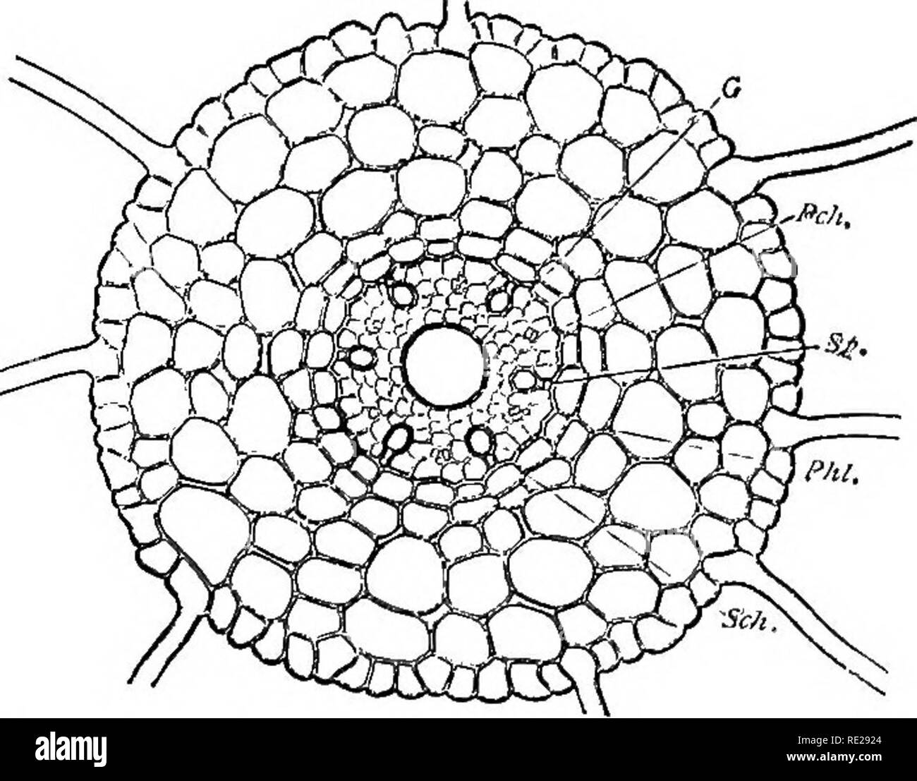Plant Endodermis
