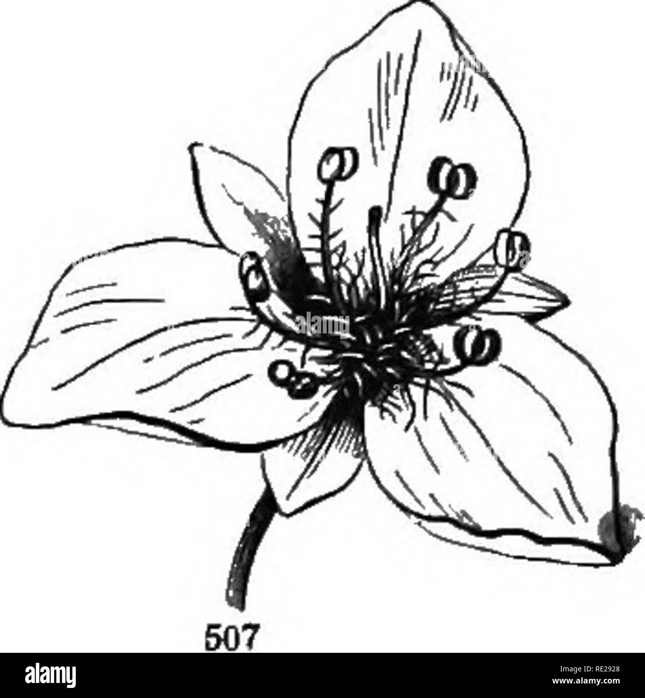 . Botany for young people and common schools. How plants grow, a simple ...