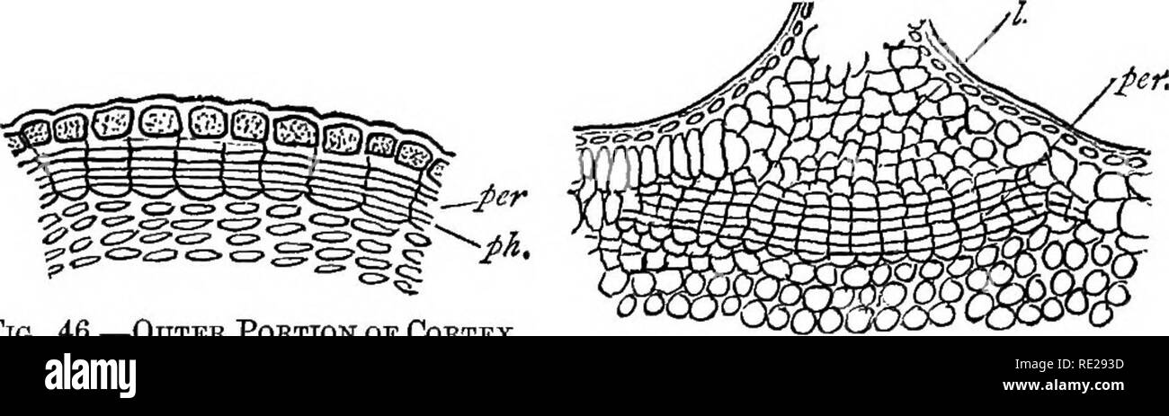 Lenticels Black and White Stock Photos & Images - Alamy