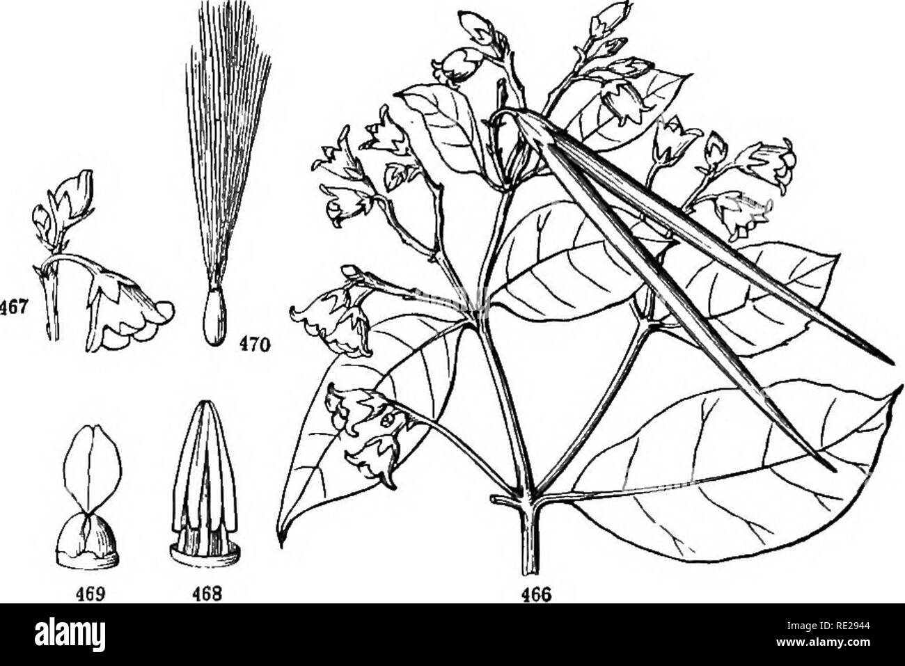. Botany for young people and common schools. How plants grow, a simple ...