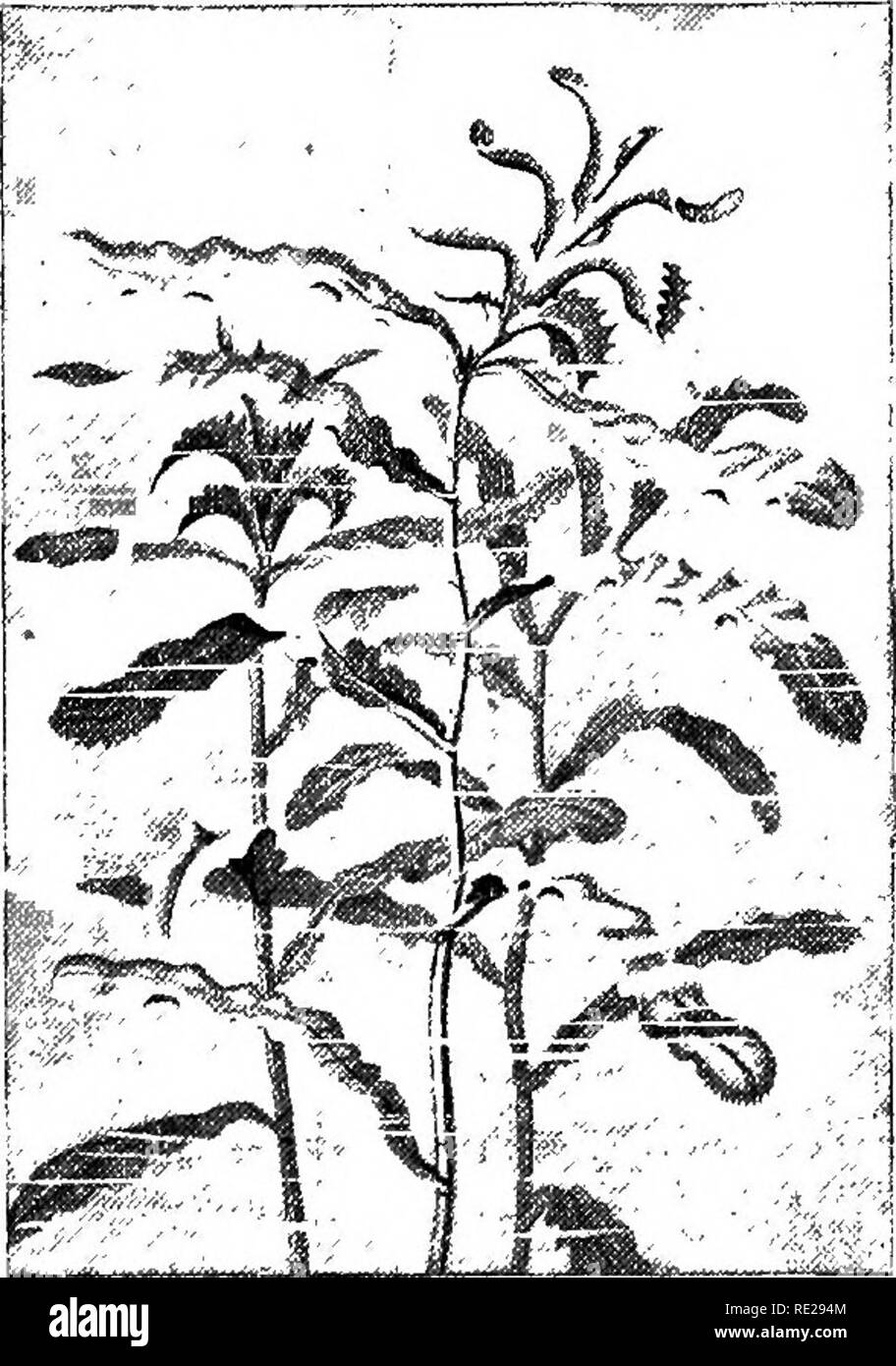 Hydrophytes Black and White Stock Photos & Images - Alamy