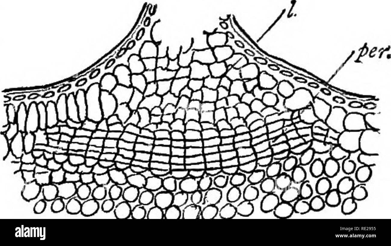 . An introduction to vegetable physiology. Plant physiology. THE ...