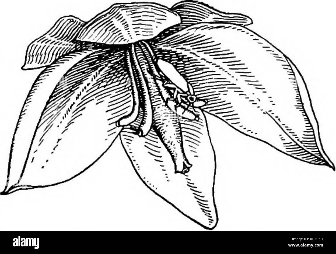 Yucca Moth Life Cycle