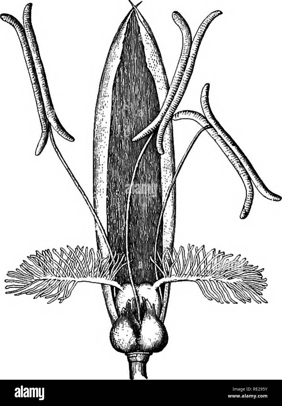 Swamp partridge Black and White Stock Photos & Images - Alamy