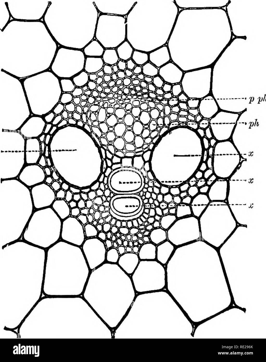 Bundle sheath cells hi-res stock photography and images - Alamy