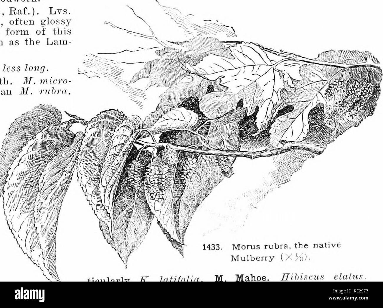 Morus multicaulis hi-res stock photography and images - Alamy