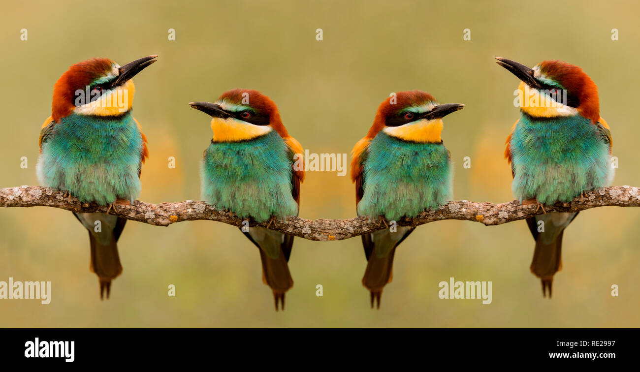 Meeting of four bee-eaters on a branch Stock Photo - Alamy