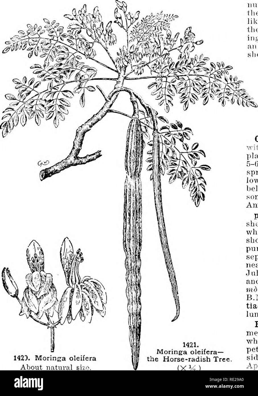 Malunggay Tree Drawing