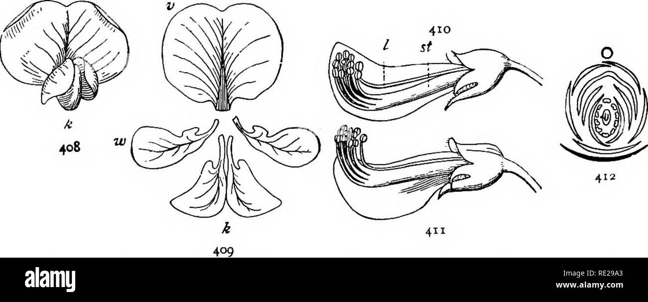 Flower dissection hi-res stock photography and images - Alamy
