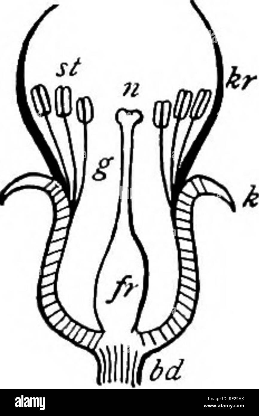 Perigynous Black and White Stock Photos & Images - Alamy