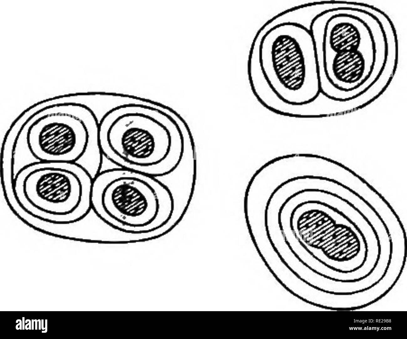 . An introduction to vegetable physiology. Plant physiology. THE ...