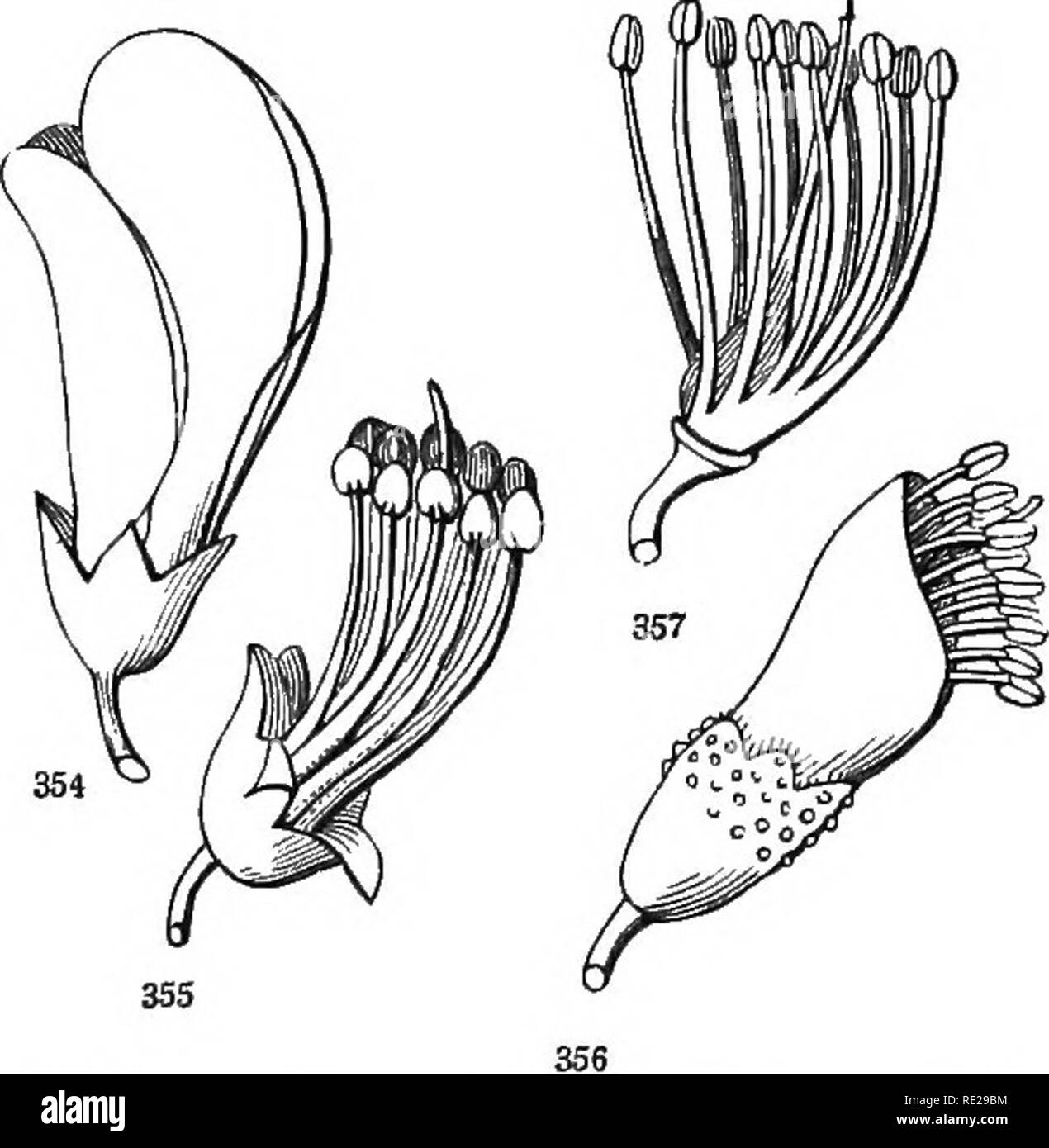 . Botany for young people and common schools. How plants grow, a simple ...